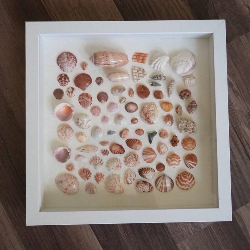 Seashell Shadow Box - Etsy