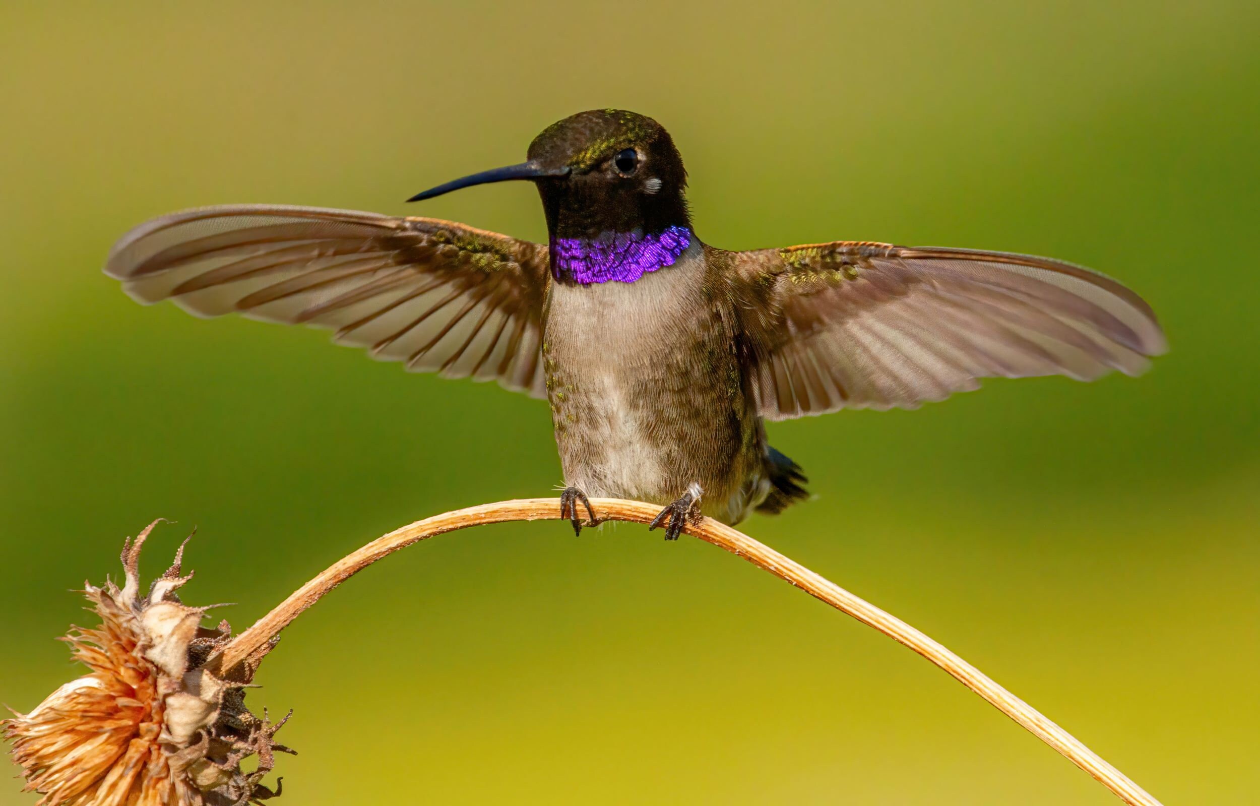 Black-chinned Hummingbird Landing, Photograph, Presented as an 8 X 12 ...