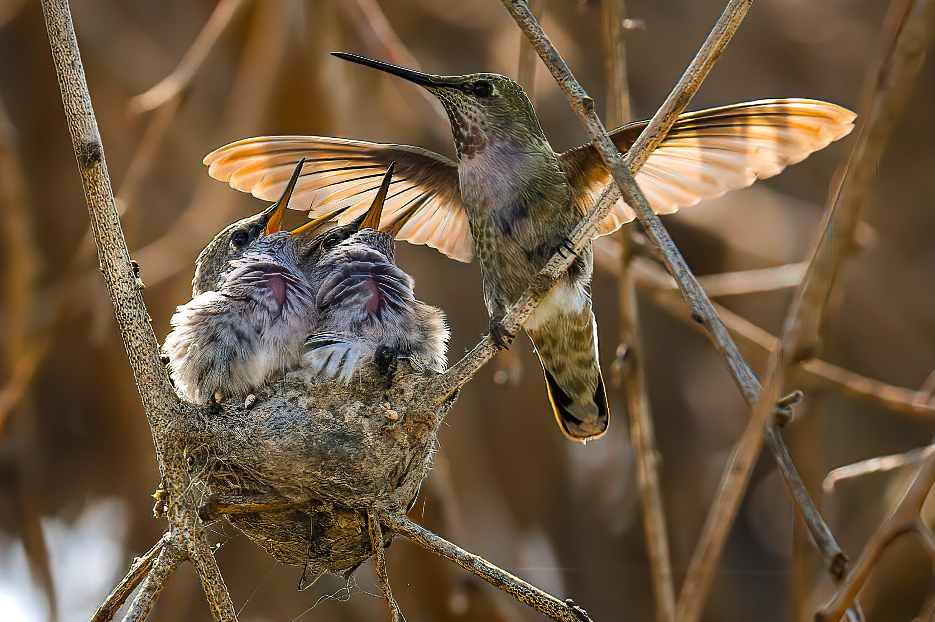 Bee Hummingbird Chick