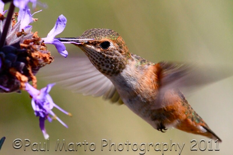 Allen's Hummingbird in Flight, Photograph, Presented as an 8" X 12 ...