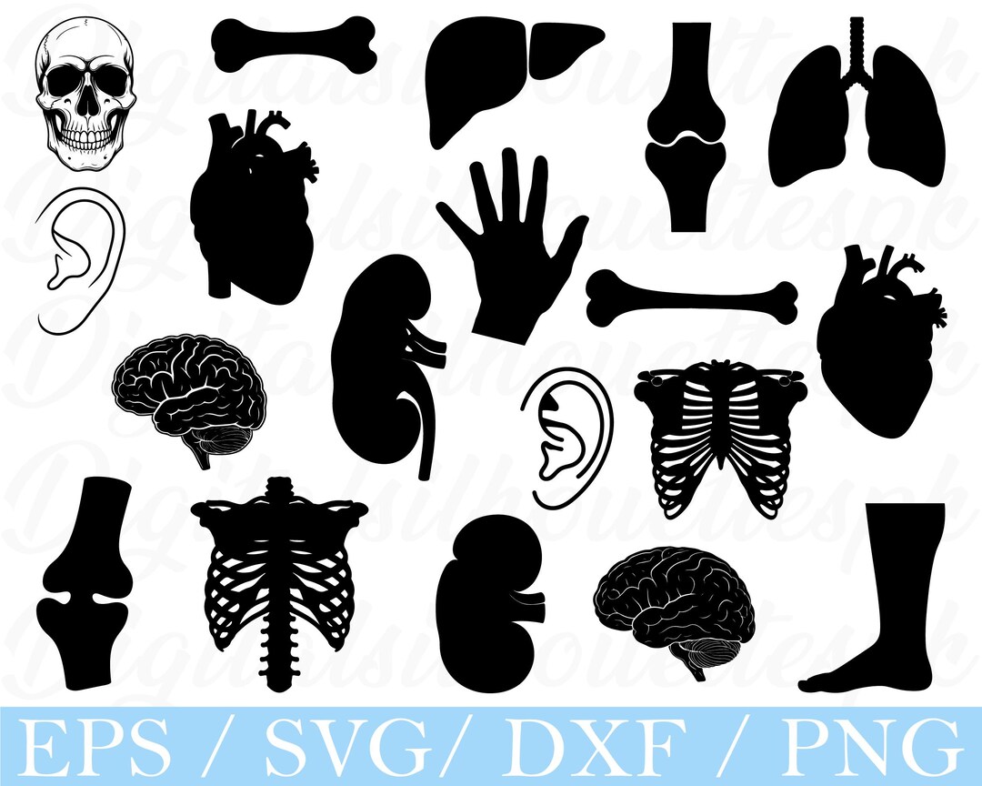 Human Body Parts Svg, Human Body Parts Silhouette, Dxf, Png - Etsy