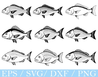 Snapper Fish Marine Seafood Red Snapper Saltwater Catch Fishing ...
