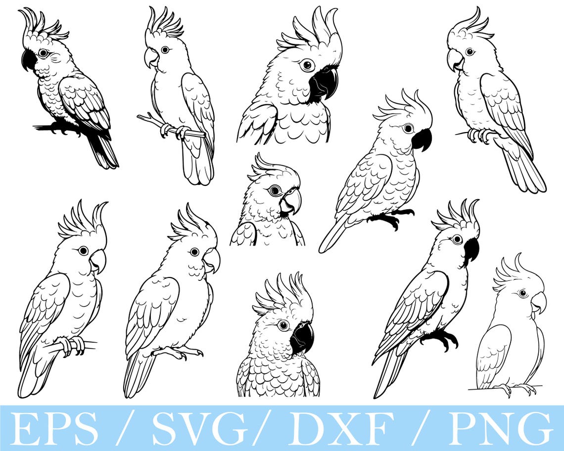 Cockatoo Bird SVG: Parrot Silhouette Cut File (digital Download) - Etsy