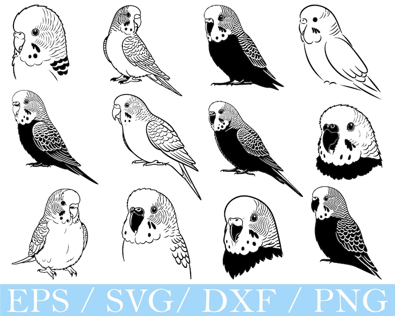 Parakeet Bird Svg, Parakeet Silhouette, Parakeet Vector, Dxf, Png - Etsy