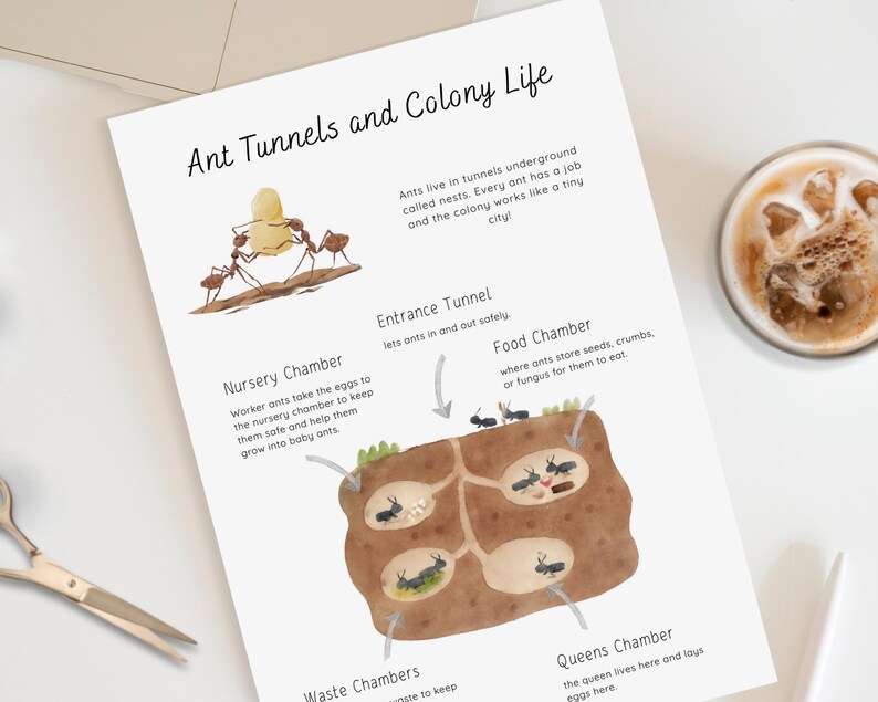 Bug & Insect Study Unit for Kids Ages 5–8 | Printable Learning Workbook ...