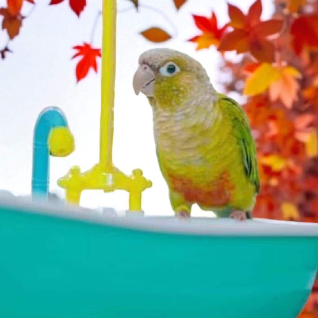 Electric Bird Bath Tub: Automatic Shower for Parrots, Finches - Etsy UK