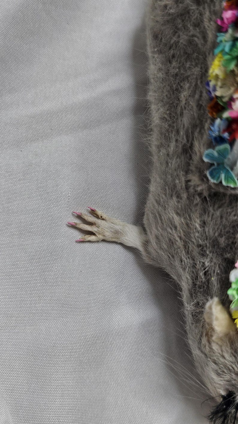 READY2SHIP Rat Purse Flora the Field Rat Taxidermy/ Flower Garden Coin ...