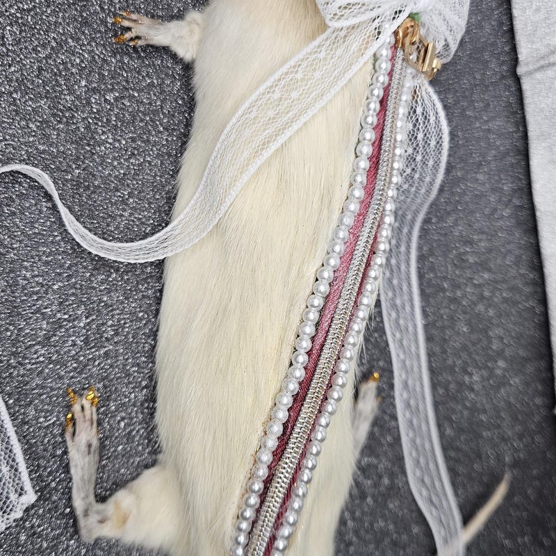 Taxidermy Rat - Etsy