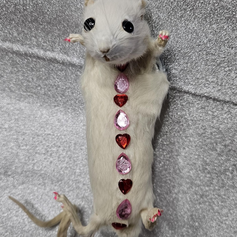Taxidermy Rat - Etsy