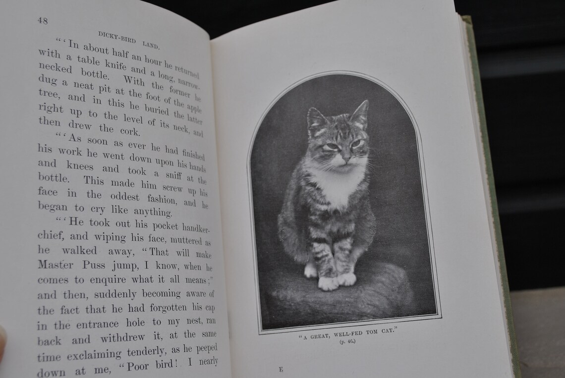 Antique 1902 book Strange Adventures in Dicky-Bird Land by R. | Etsy