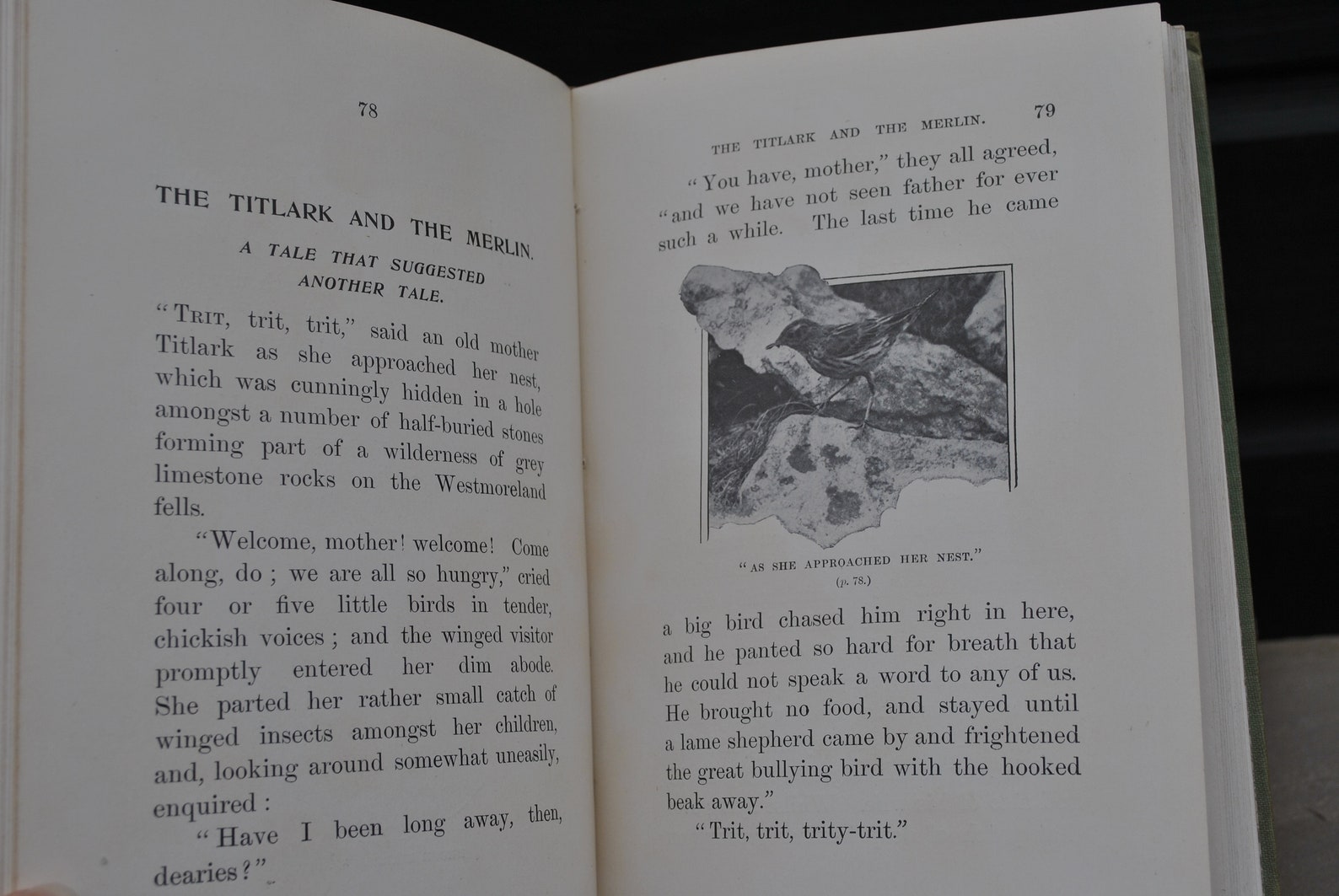 Antique 1902 book Strange Adventures in Dicky-Bird Land by R. | Etsy