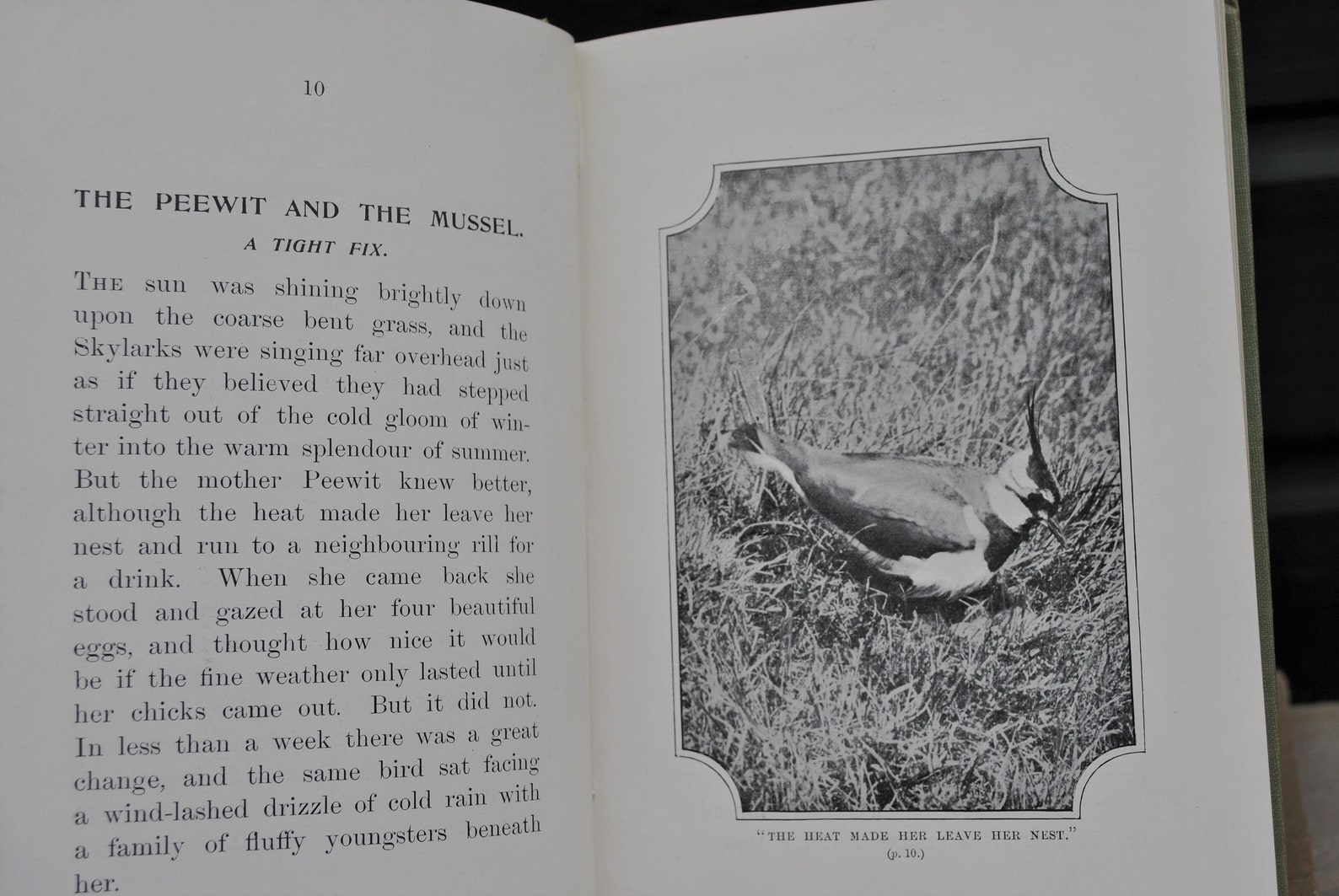 Antique 1902 book Strange Adventures in Dicky-Bird Land by R. | Etsy