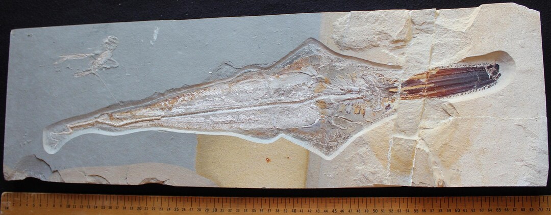 Libanopritis 15R Lebanon Fish Fossil - Etsy