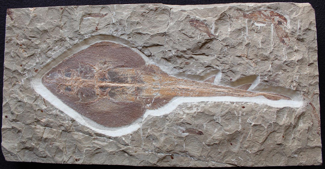 Rhinobatos 03R Lebanon Fish Fossil - Etsy