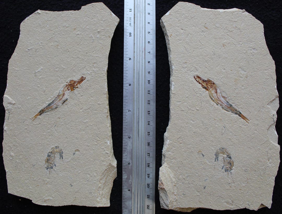 Gaudryella 14R Lebanon Fish Fossil - Etsy