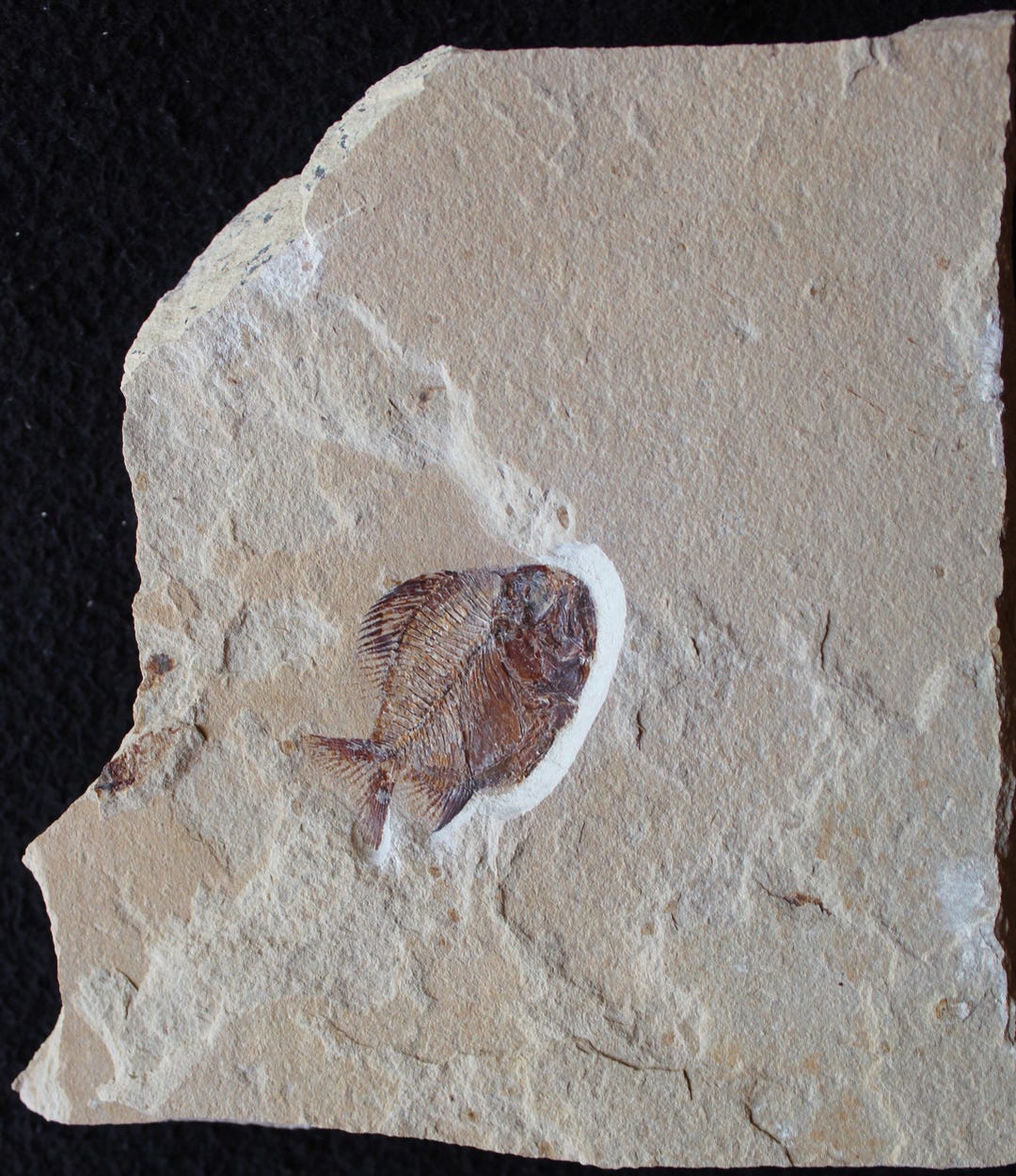 Stichocentrus 11R Lebanon Fish Fossil - Etsy