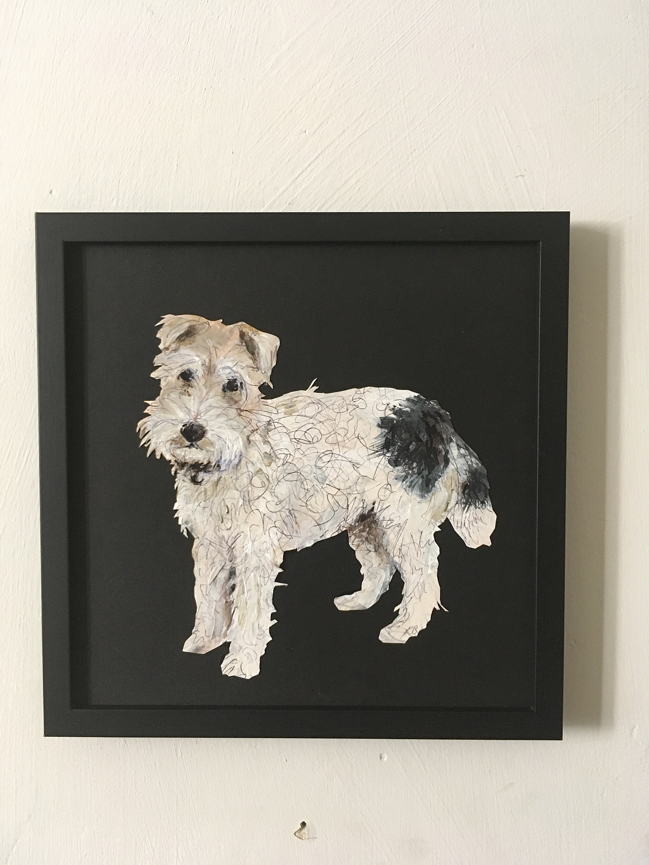Wire Fox Terrier Ungroomed