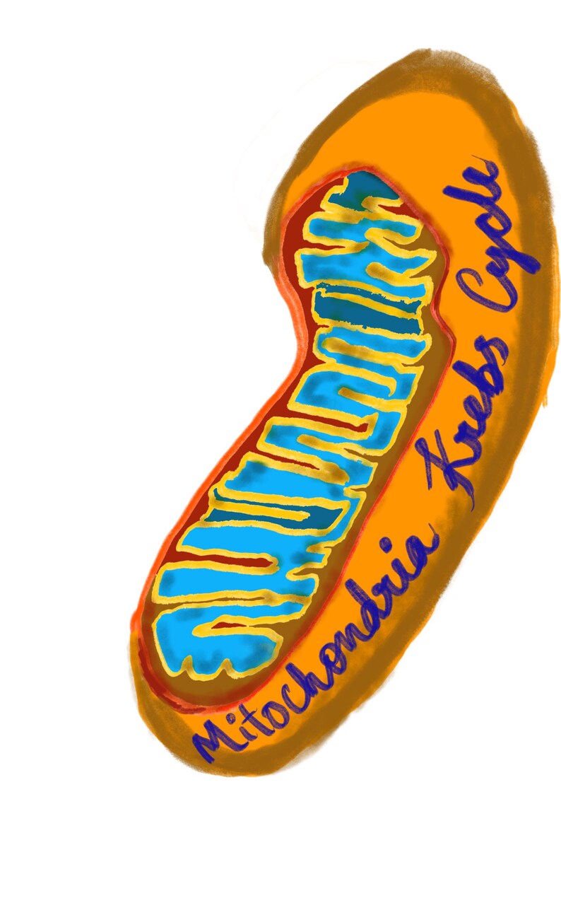 Hand-drawn Krebs Cycle Diagram | Mitochondria Biology Art | Study ...