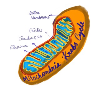 Hand-drawn Krebs Cycle Diagram | Mitochondria Biology Art | Study ...