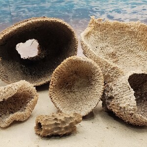 REAL SPONGE Beach Find Choose Size Sun Dried - Etsy