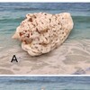 NATURAL SHELL FRAGMENTS 10-100pcs Wampum Smooth Surf Tossed Seashells ...
