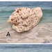 NATURAL SHELL FRAGMENTS 10-100pcs Wampum Smooth Surf Tossed Seashells ...