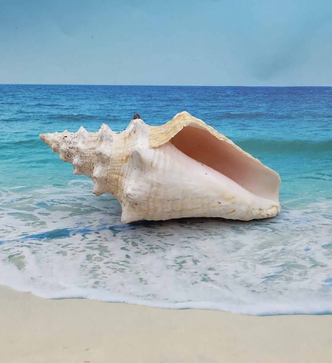 WHITE CONCH SHELL Sanibel Island Beach Find 6 - Etsy