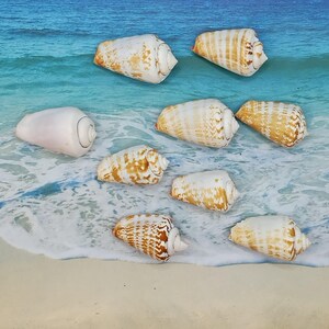 BLOOD MOUTH CONCH ~ Strombus Luhuanus - Etsy