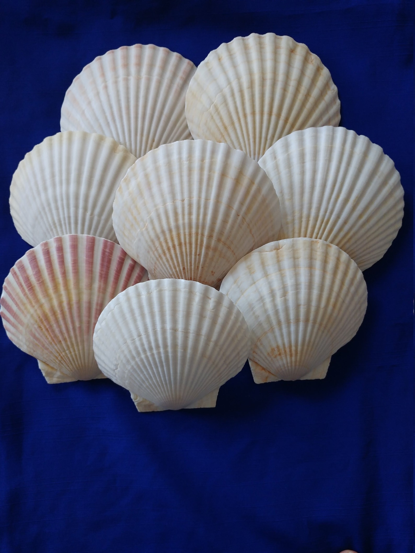 Lg 3 1/2" to 6" SCALLOP SHELL ~ Irish Deep ~ Mermaid Bikini Top ...