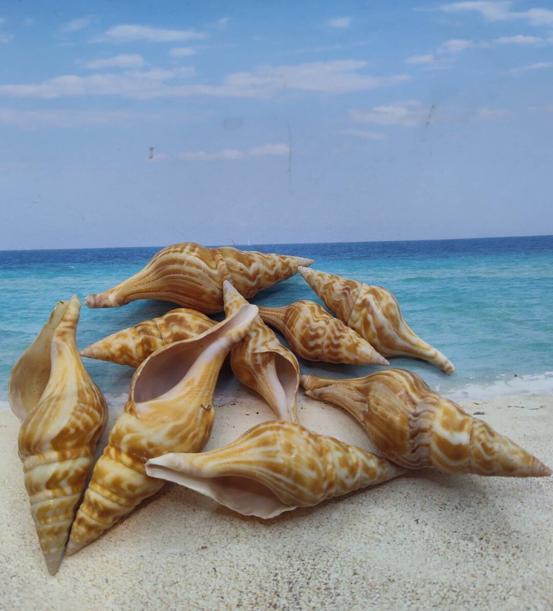 SPIRAL SNAIL SHELL ~ Choose ~ Turrid Snail ~ Turricula Tonata Fulminata ...