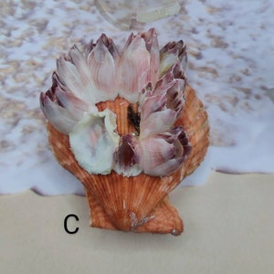 SCALLOP BARNACLE PAIR ~ Marriage ~ Barnacle Cluster ! Free Shipping - Etsy