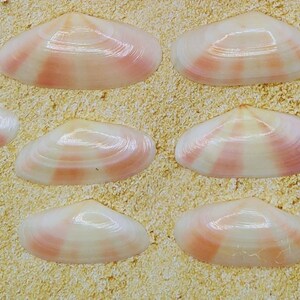 SUNRISE TELLIN SEASHELLS ~ ~ Palm Beach Find~jewelry~craft~wedding - Etsy