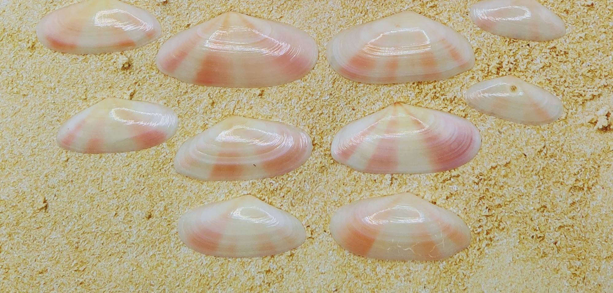 SUNRISE TELLIN SEASHELLS Palm Beach - Etsy