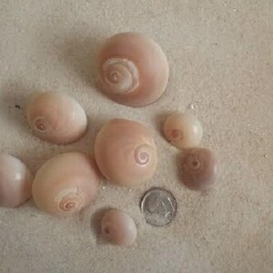 Natural SHARKS EYE-MOON Seashell ~ 10-100pcs ~ Palm Beach Florida ...