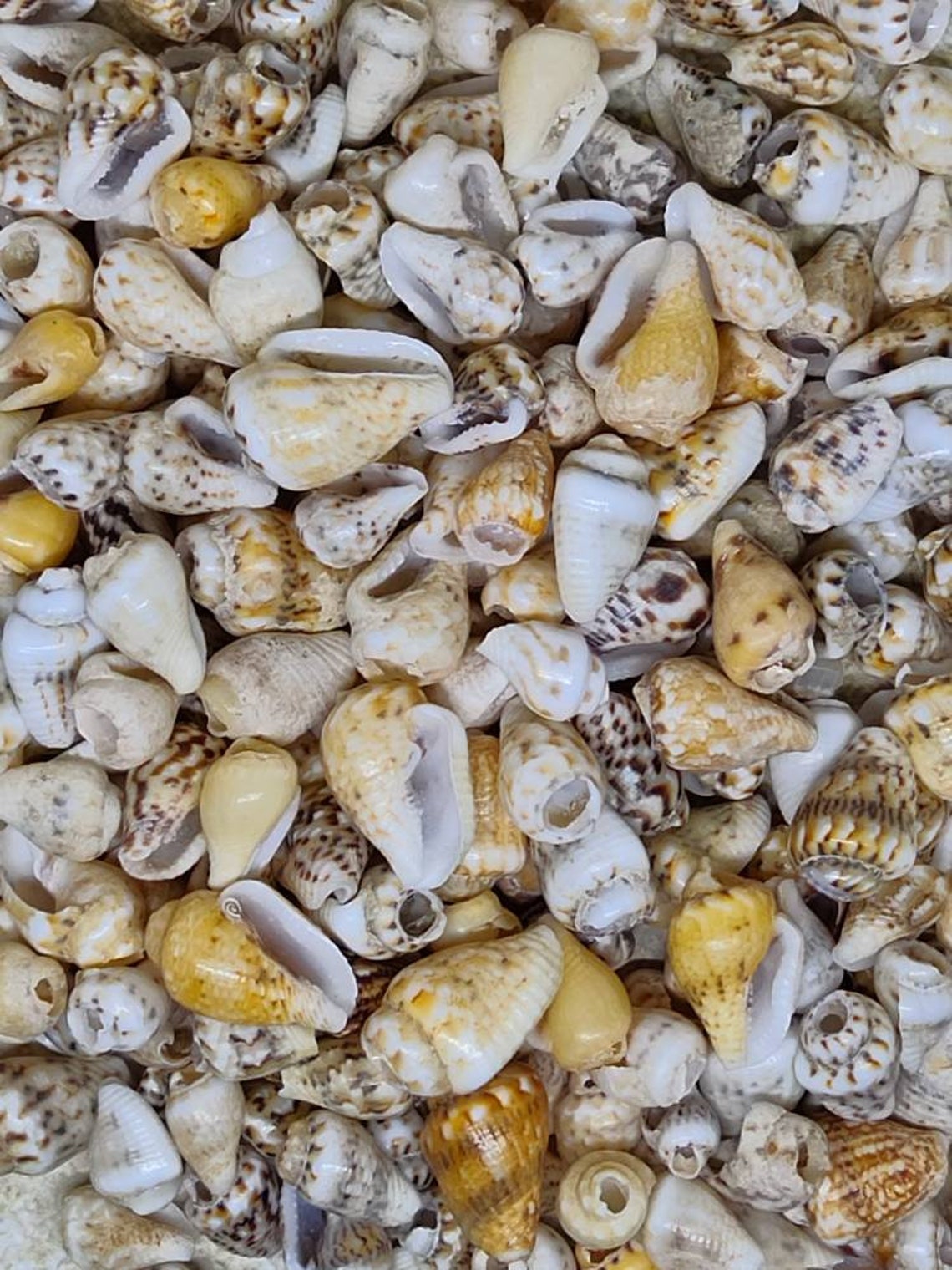 10-100 MINI NASSA SHELLS W/or W/o Holes White or Lite or - Etsy