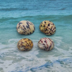 4 BLEEDING TEETH NERITE Snail Seashell bleeding Tooth - Etsy