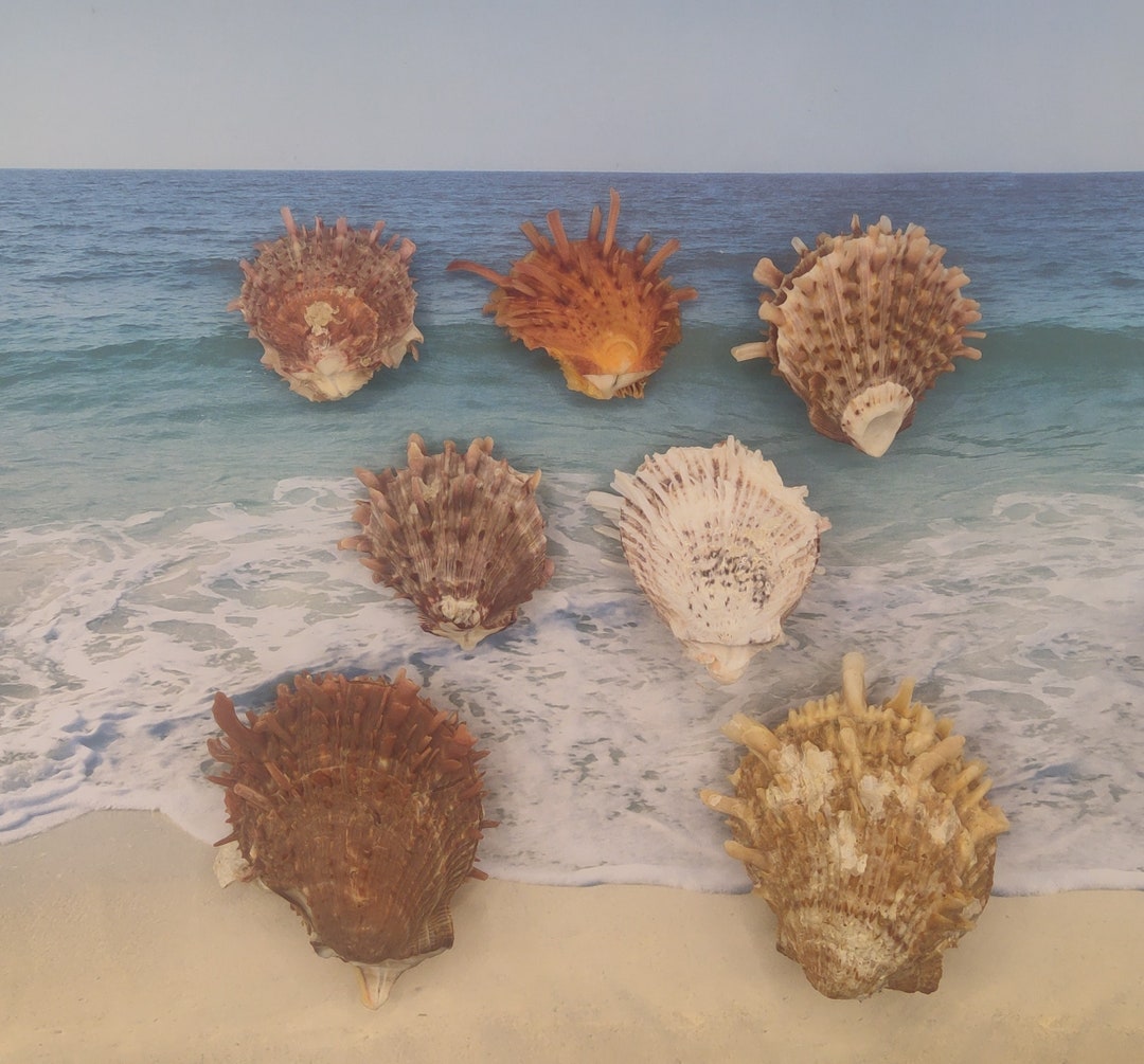 RARE THORNY OYSTER ~ Pairs & Single ~ Free Shipping - Etsy