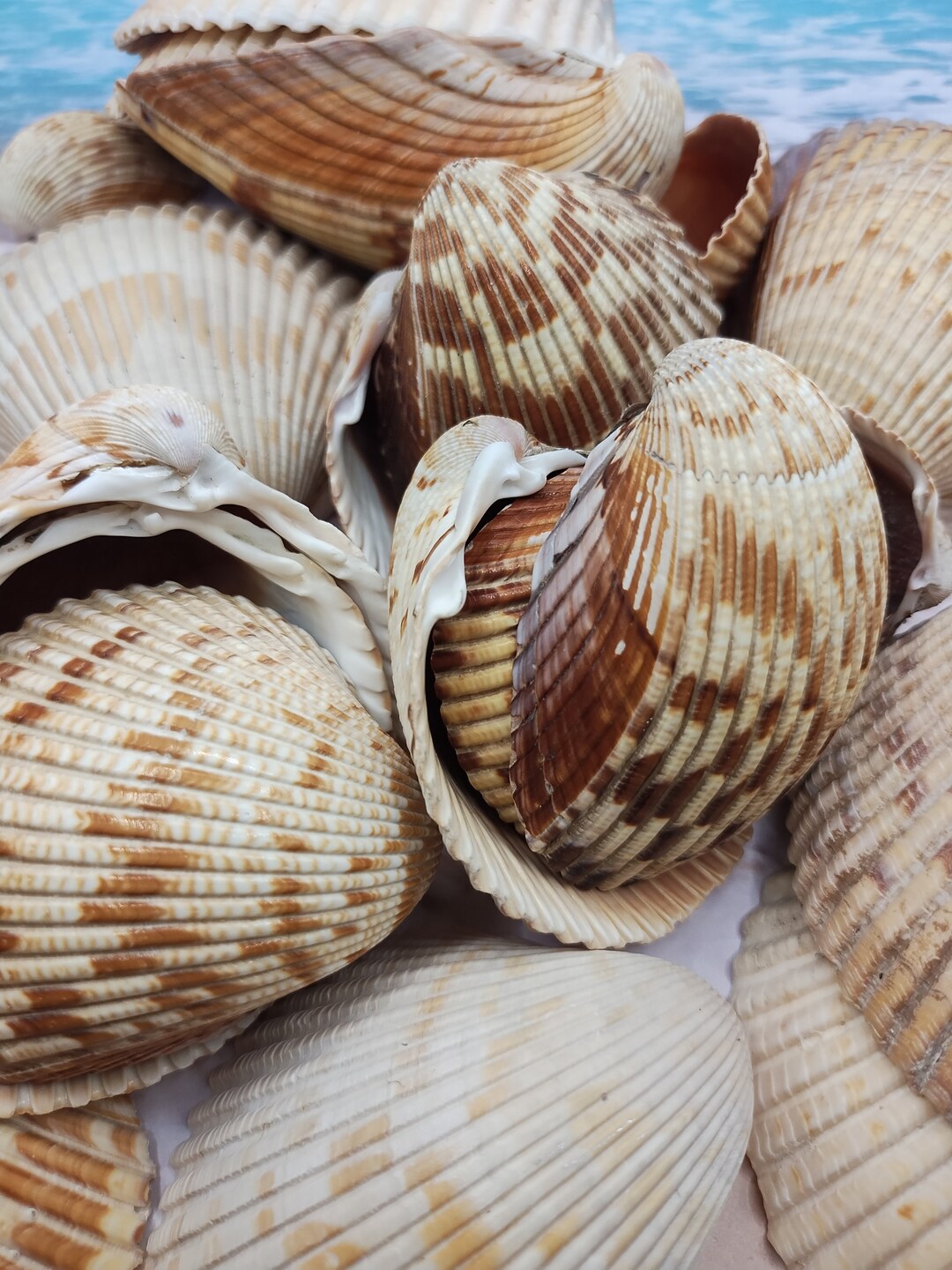 ATLANTIC PRICKLY COCKLE Seashells ~ 1" to 3"+ ~ Coastal ~ Beach ...