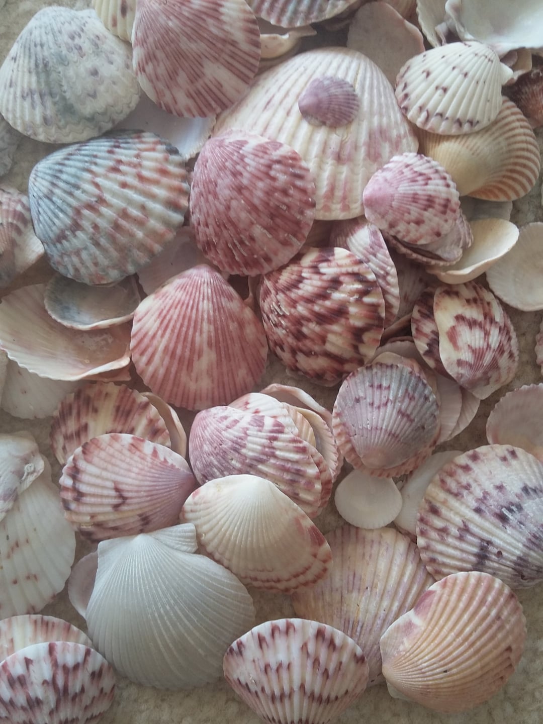 ATLANTIC CALICO SCALLOP ~ Colorful Seashells ~ 10 to 100 Pcs ~ Coastal ...