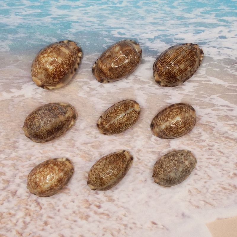 Cowrie Shells Assorted - Etsy