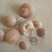 Natural SHARKS EYE-MOON Seashell ~ 10-100pcs ~ Palm Beach Florida ...