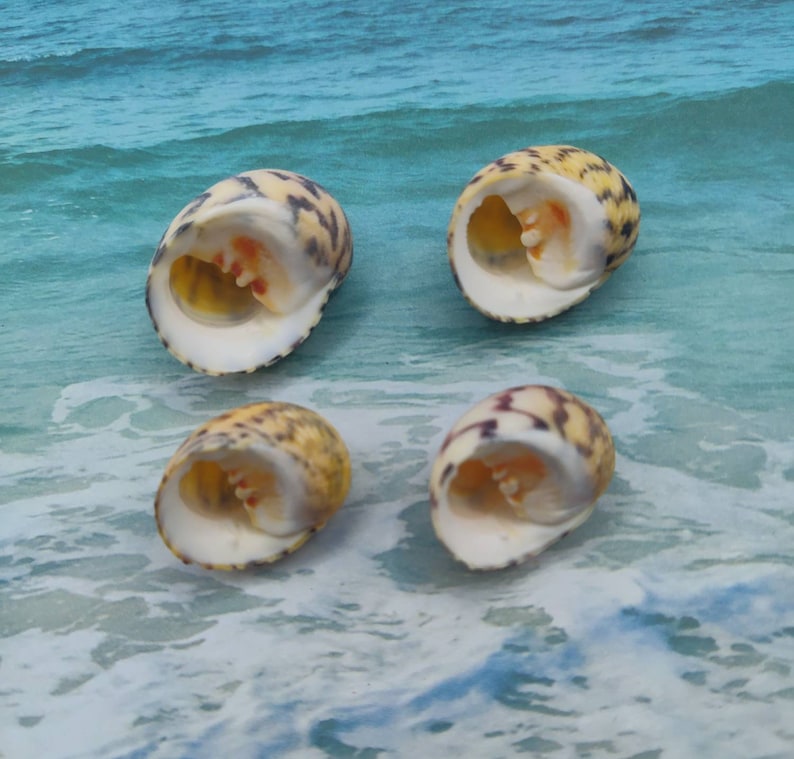 4 BLEEDING TEETH NERITE Snail Seashell bleeding Tooth - Etsy