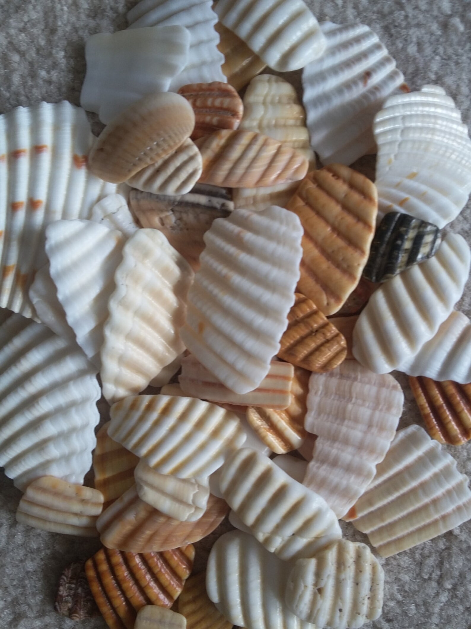 SEASHELL RUFFLES FRAGMENTS 10-100pcs Florida | Etsy