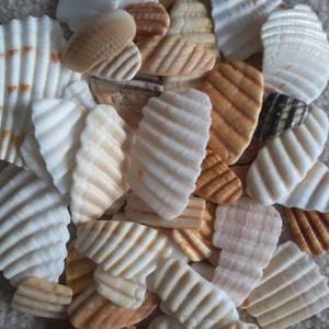 SEASHELL "ruffles" FRAGMENTS 10-100pcs ~ Florida Surf Tumbled Shells ...