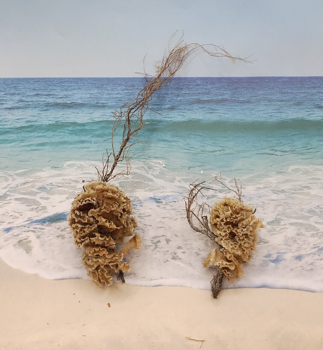 CONCH EGG CASING Attached to Sea Whip ~ Choice of 2 ~ Natural - Etsy