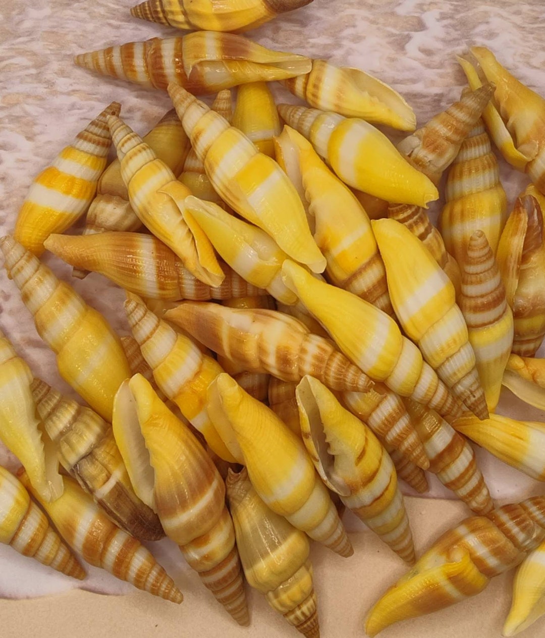 Miter Snail MITRA VEXILLUM COCCINEUM Cone Shell Striped Shell - Etsy