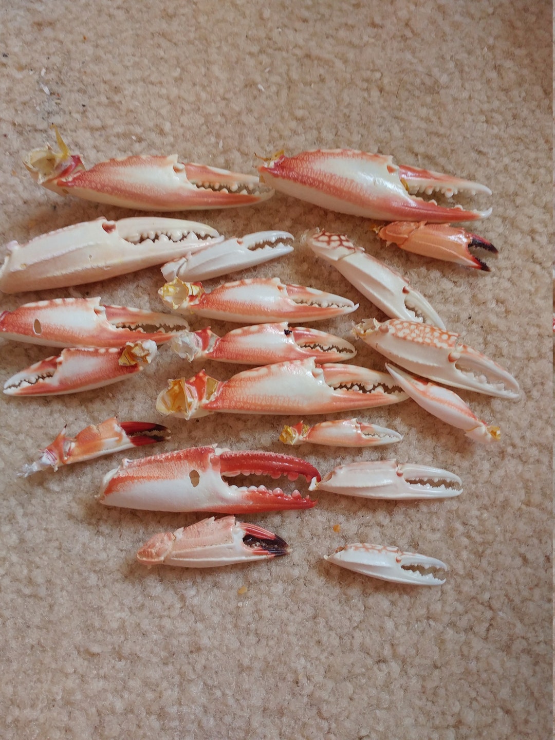 CRAB CLAW Florida Beach Find Seashell Beach Coastal Decor - Etsy