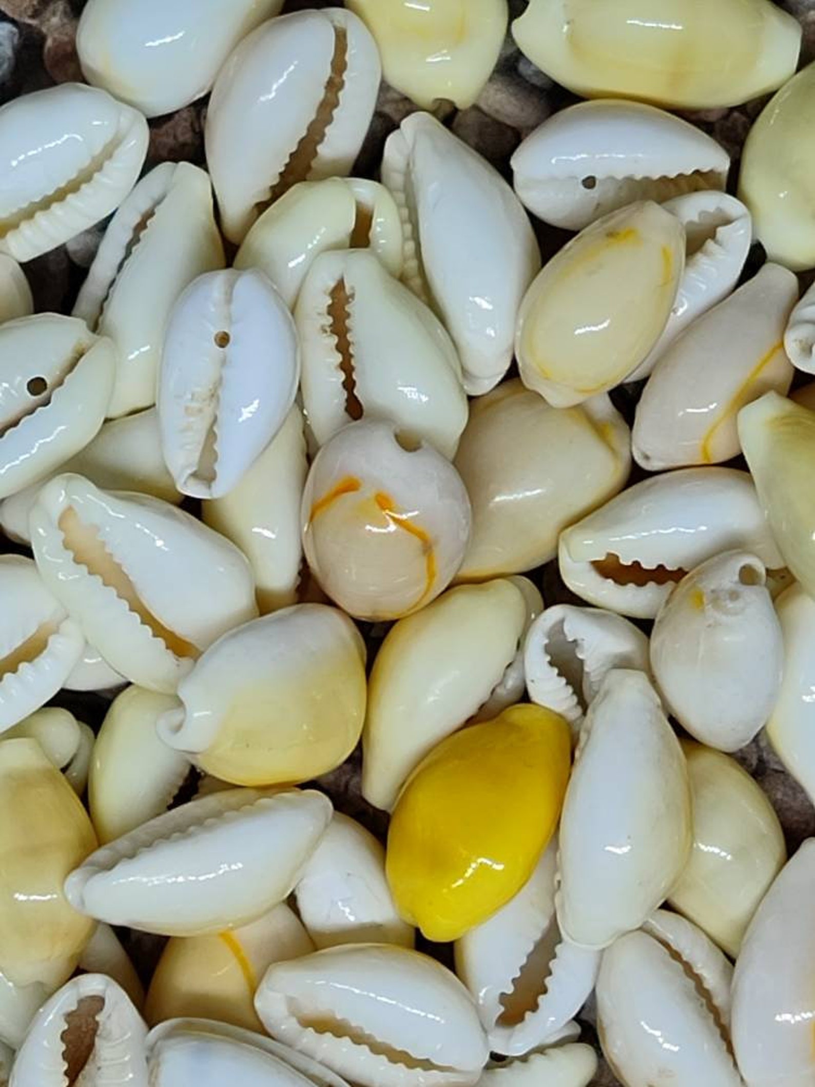 FLORIDA COWRIE SEASHELLS 10-50pcs W/ Holespam Beach - Etsy