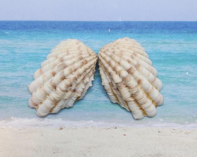 BROAD RIBBED CARDITA Pair ~ 2 Halfs 'angel Wings' ~ 1 5/8" ~ Jewelry ...