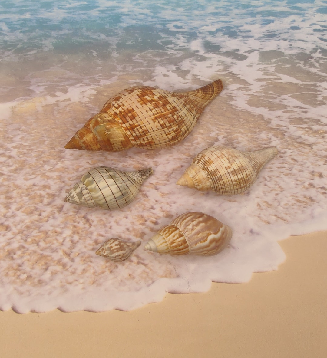 TULIP SEASHELLS ~ Palm Beach~ Fasciolaria ~ Banded ~ Coastal~beach ...